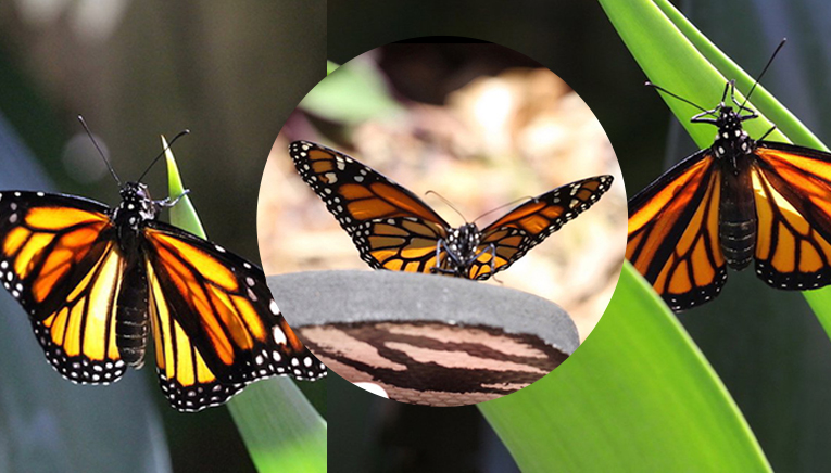 Transformation: Just When the Caterpillar Thought Her Life Was Over ...